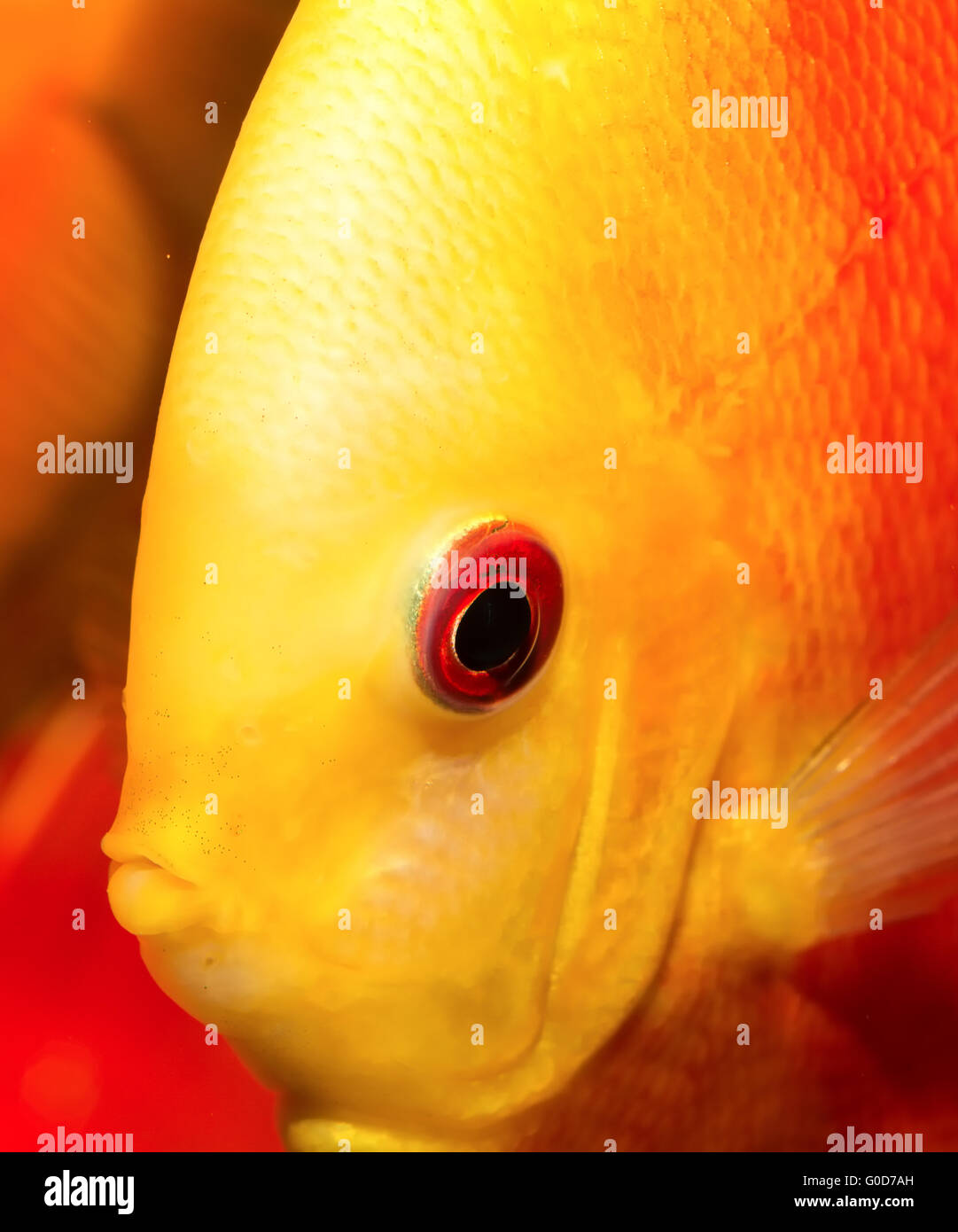Decorative red fish hi-res stock photography and images - Alamy