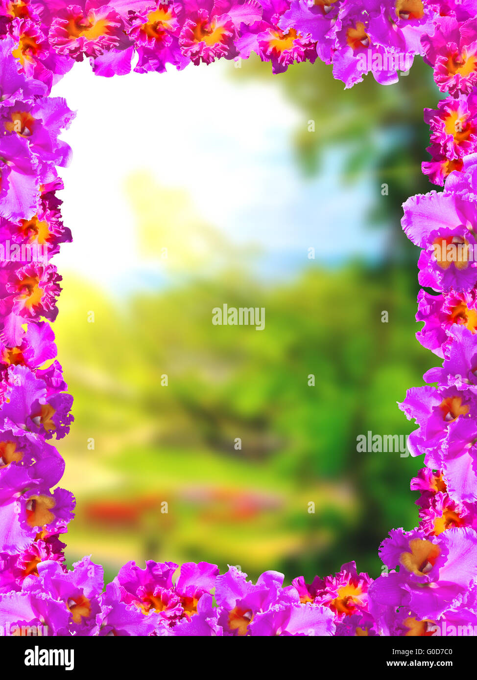 Frame of Beauty Pink Orchids Stock Photo - Alamy