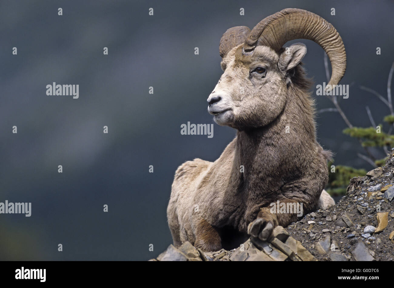 Ram lying on rock hi-res stock photography and images - Alamy