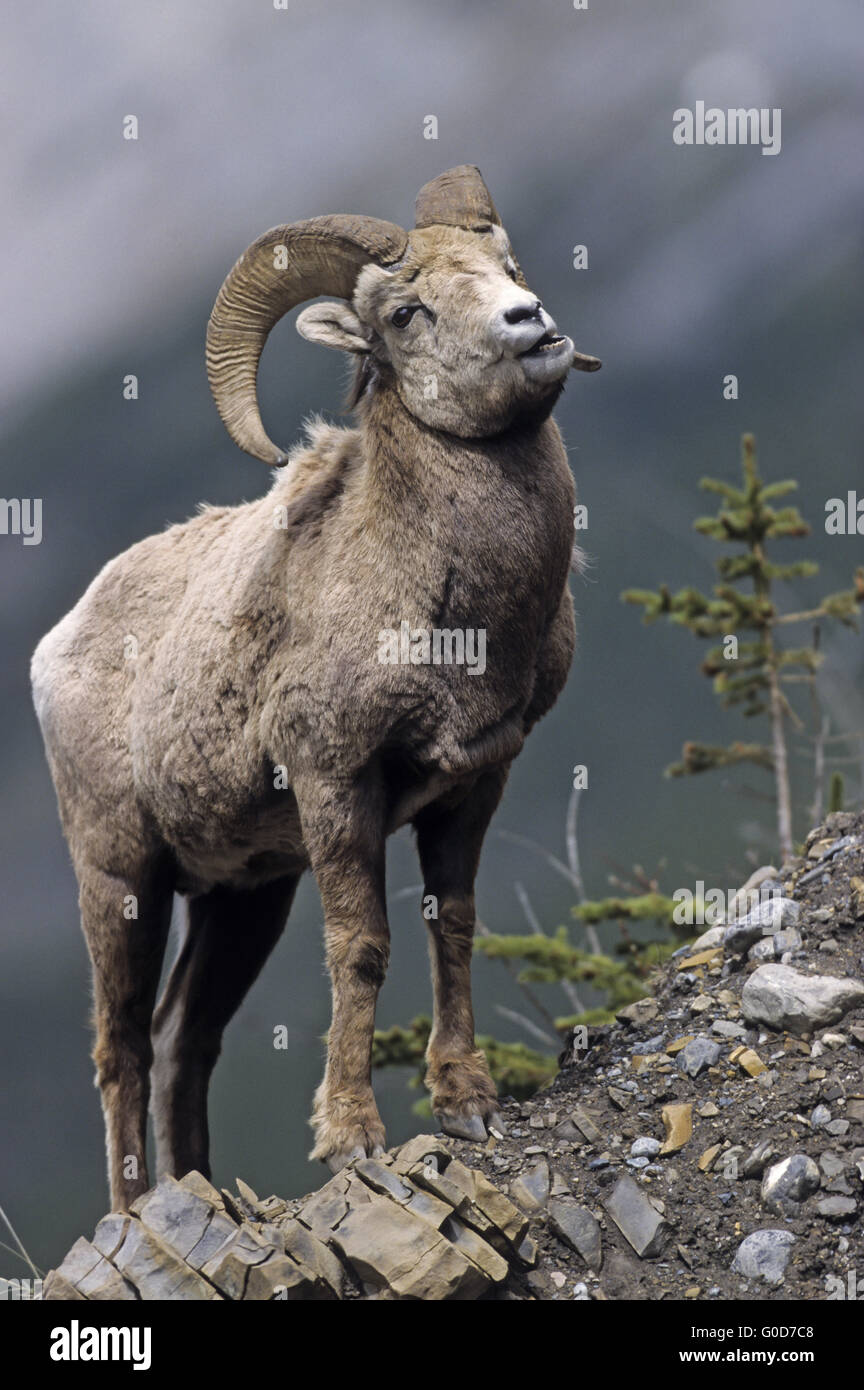 Ram on rock hi-res stock photography and images - Alamy