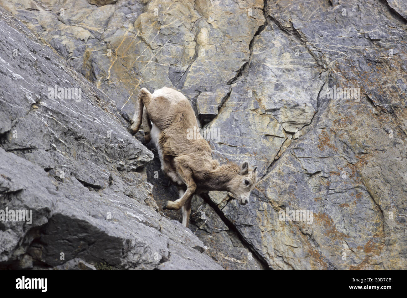 Bighorn Sheep lamb climbs in a crag Stock Photo - Alamy
