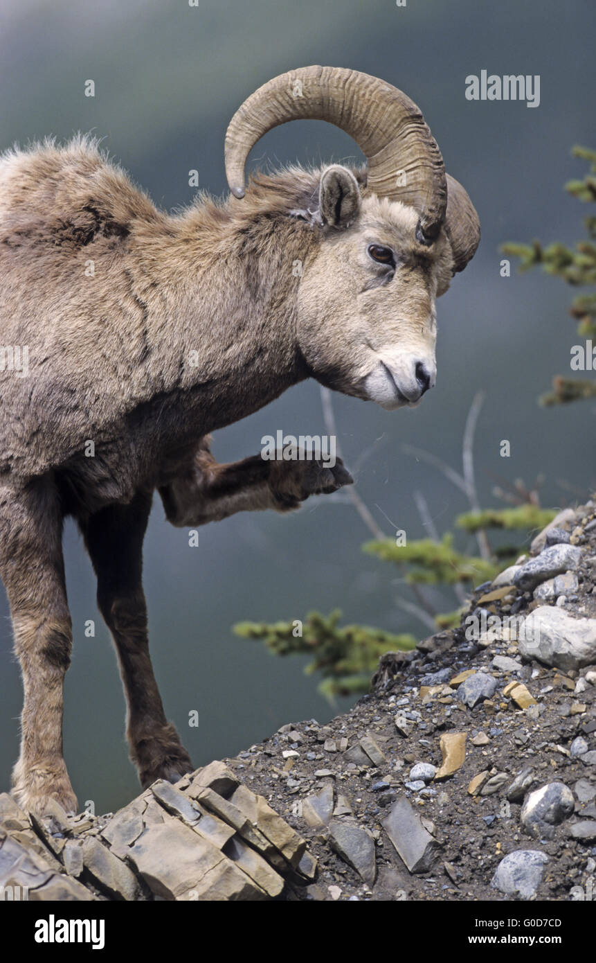 Bighorn Sheep ram grooming Stock Photo - Alamy