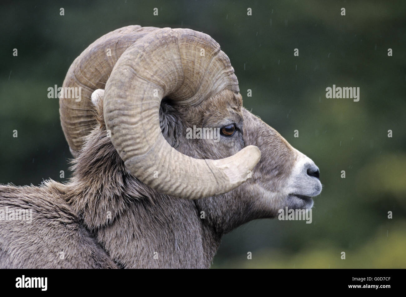 Portrait of a Bighorn Sheep ram Stock Photo - Alamy