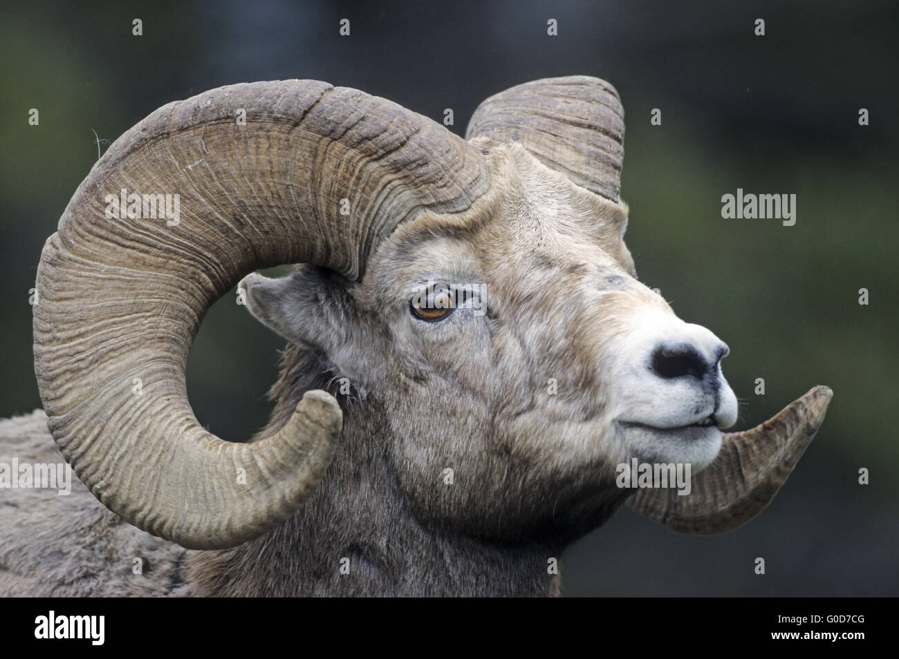 Portrait of a Bighorn Sheep ram Stock Photo - Alamy