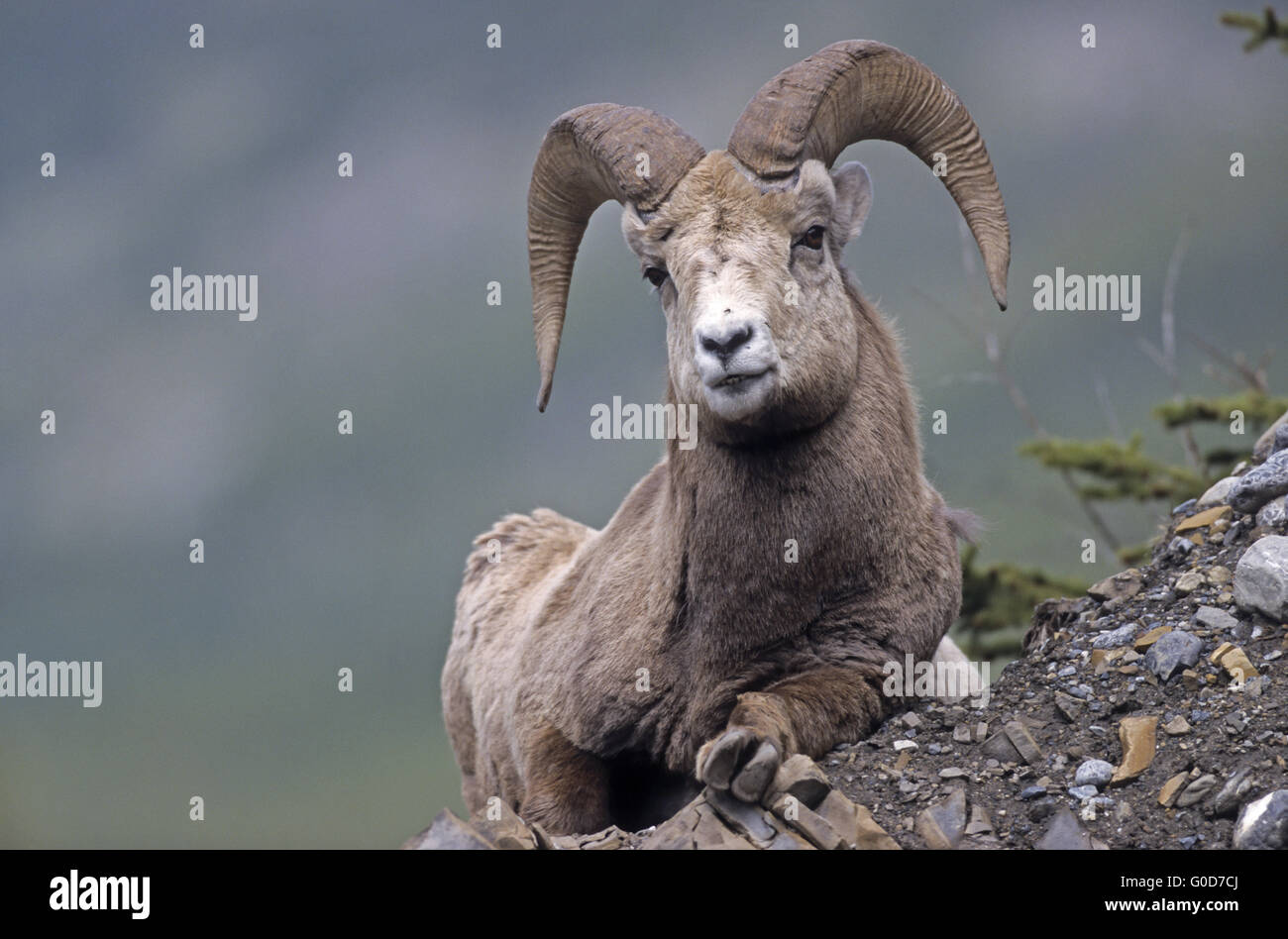Ram lying on rock hi-res stock photography and images - Alamy