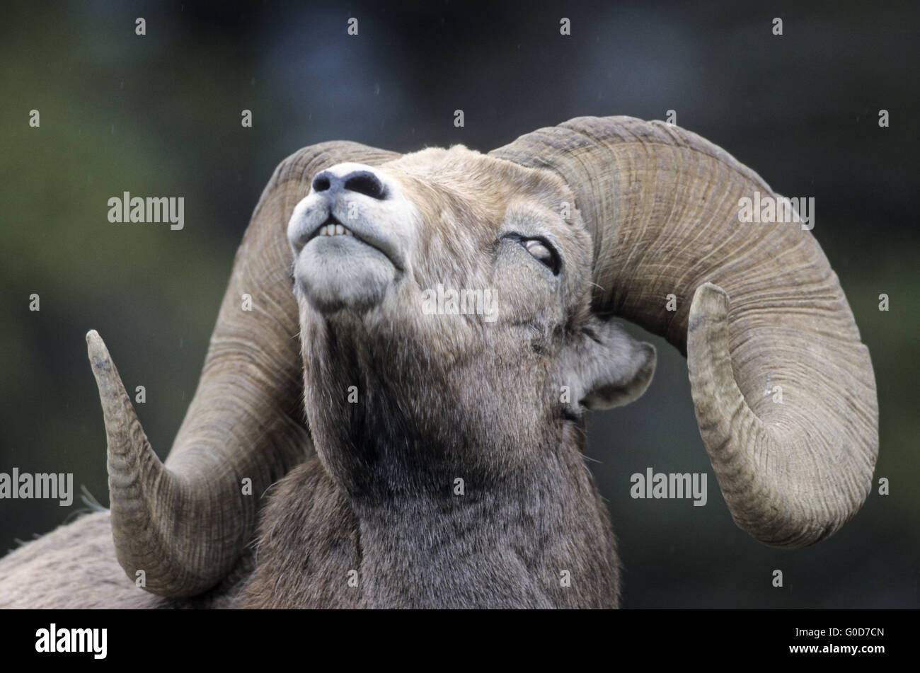 Portrait of a Bighorn Sheep ram Stock Photo - Alamy