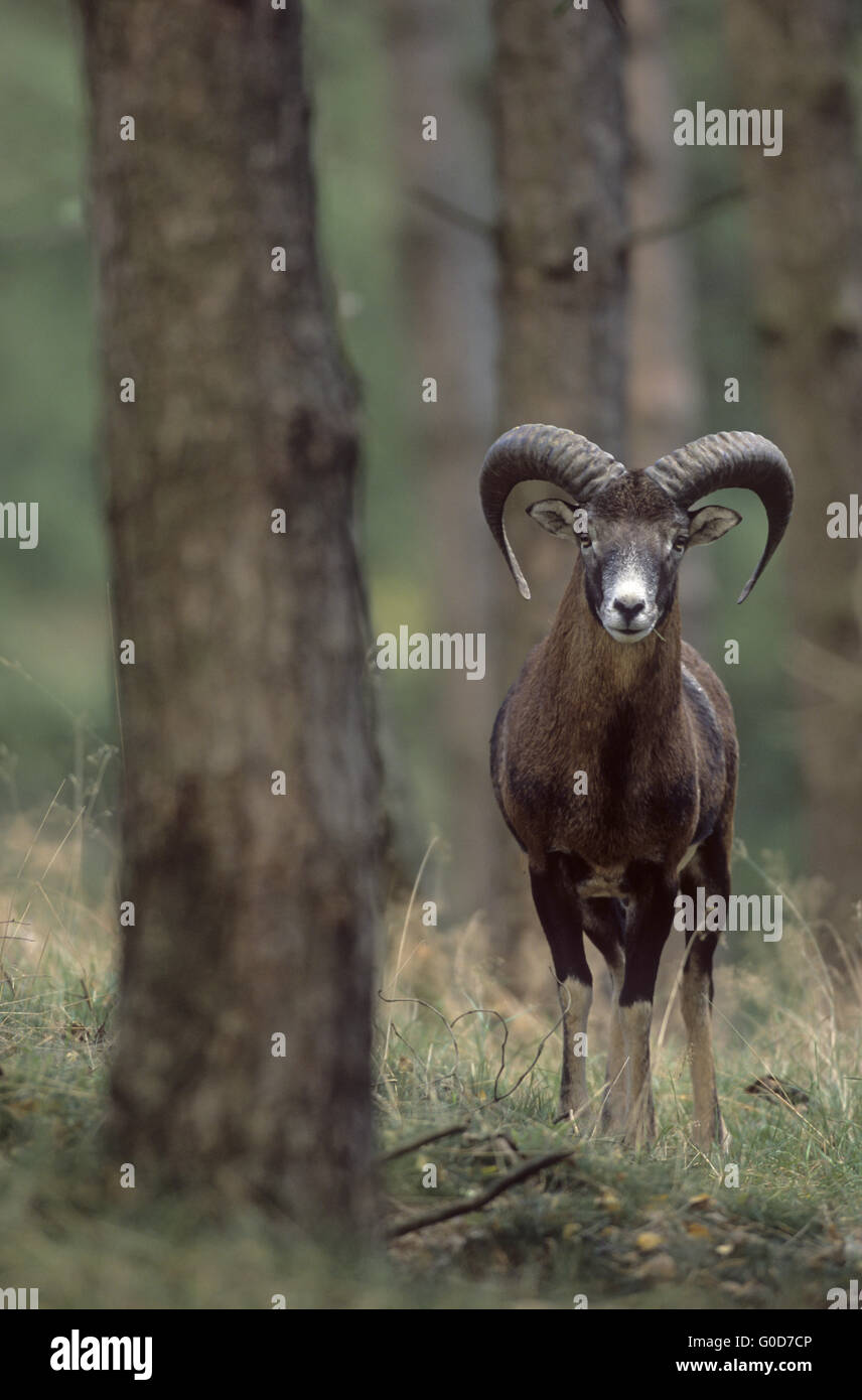 Young ram ovis ammon musimon hi-res stock photography and images - Alamy