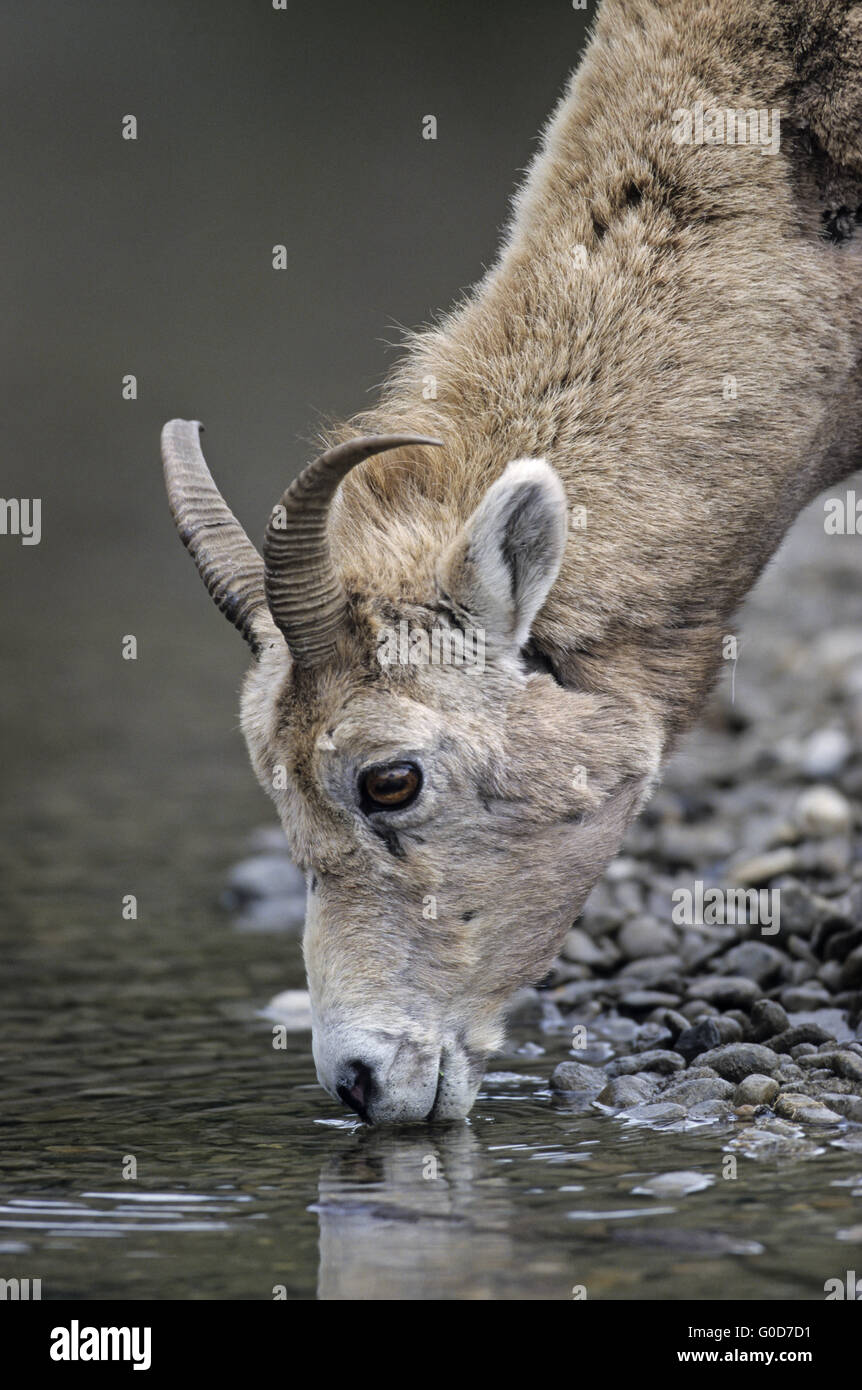 Bighorn Sheep ewe drinks water Stock Photo - Alamy