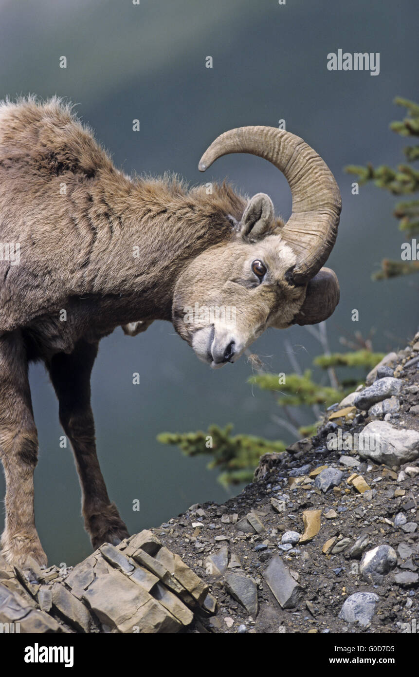 Real sheep hi-res stock photography and images - Alamy