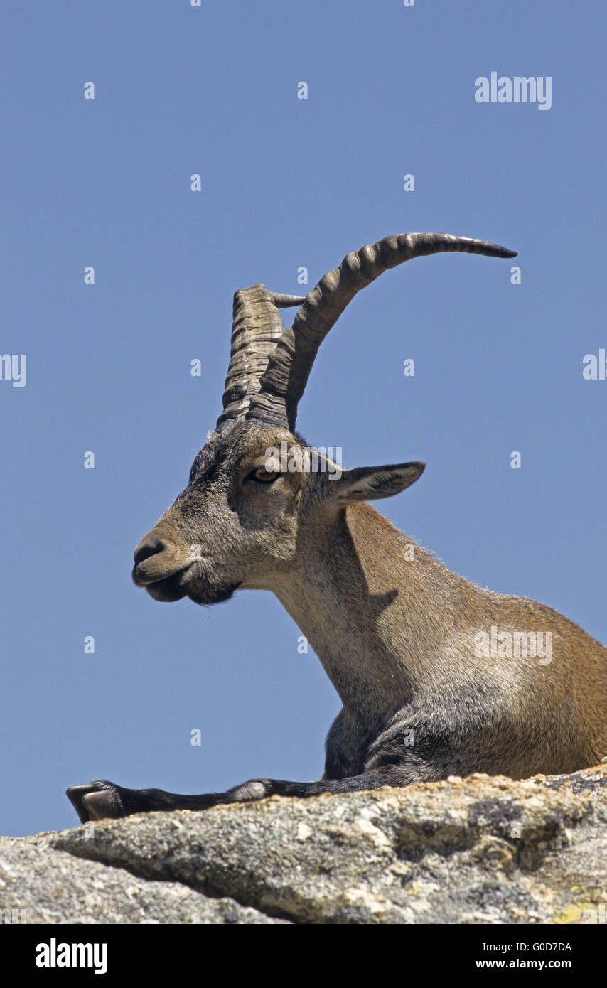 Spanish wild goats hi-res stock photography and images - Alamy