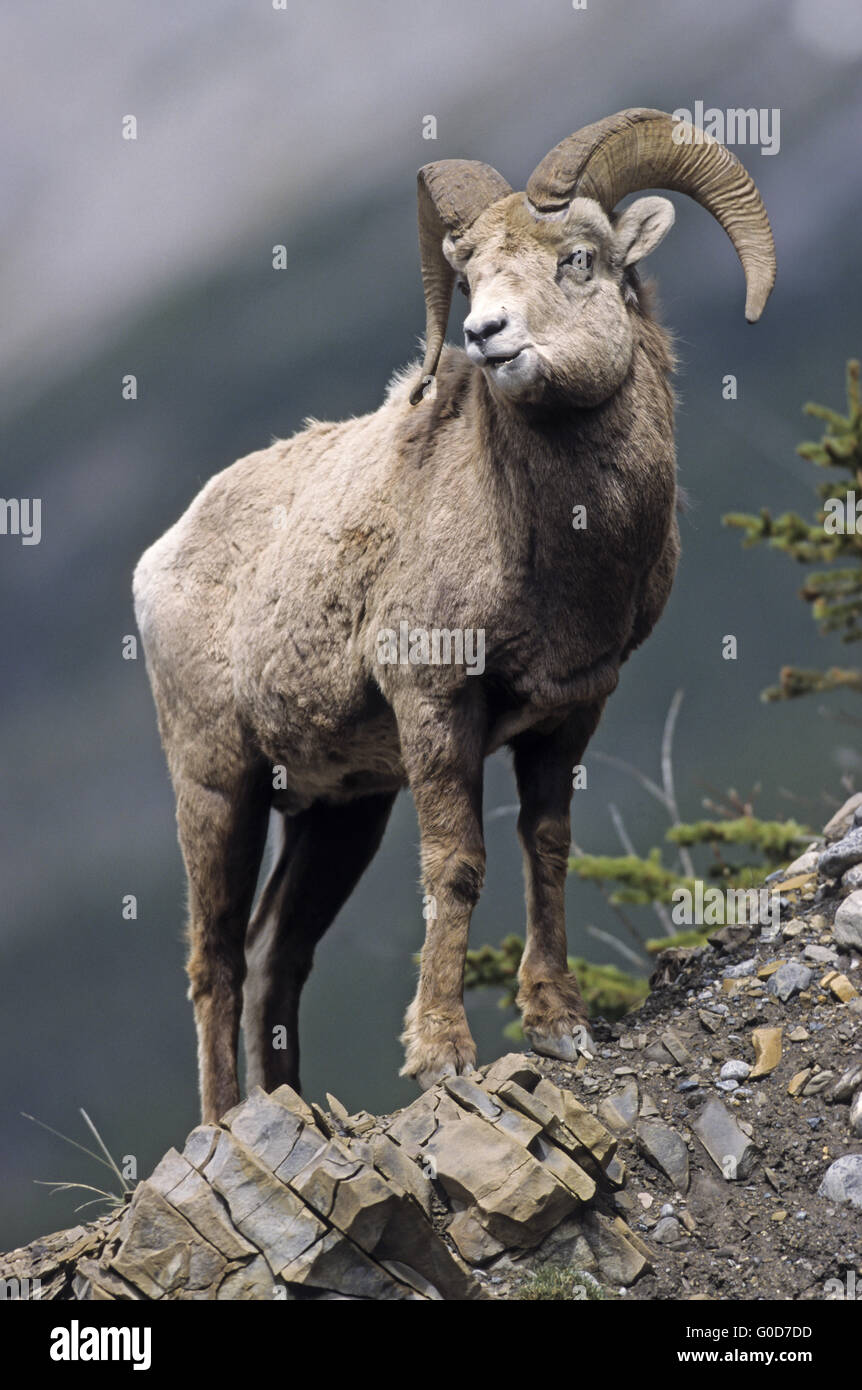 Bighorn Sheep ram stands on a rock shelter Stock Photo - Alamy