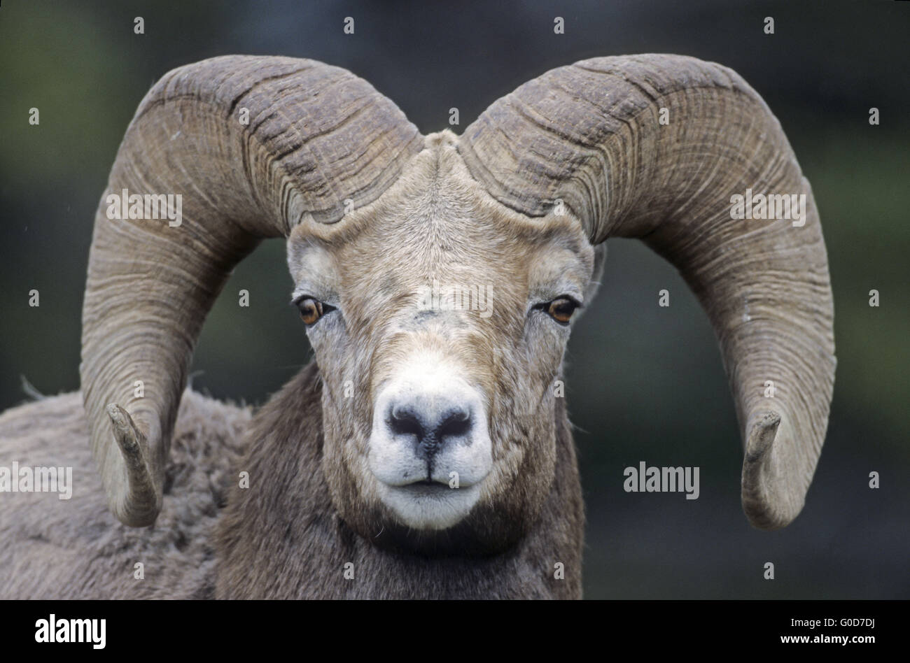 Portrait of a Bighorn Sheep ram Stock Photo - Alamy