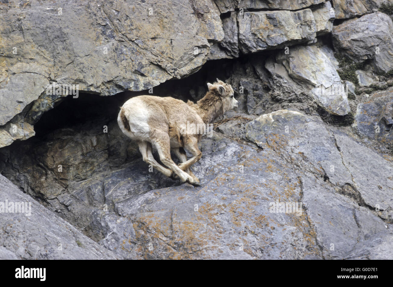 Bighorn Sheep lamb climbs in a crag Stock Photo - Alamy