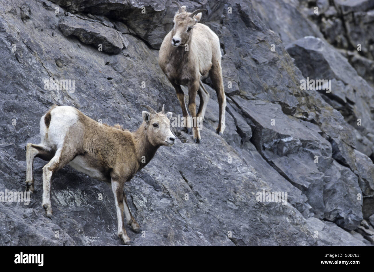 Bighorn Sheep ewe and lamb stand in a crag Stock Photo - Alamy