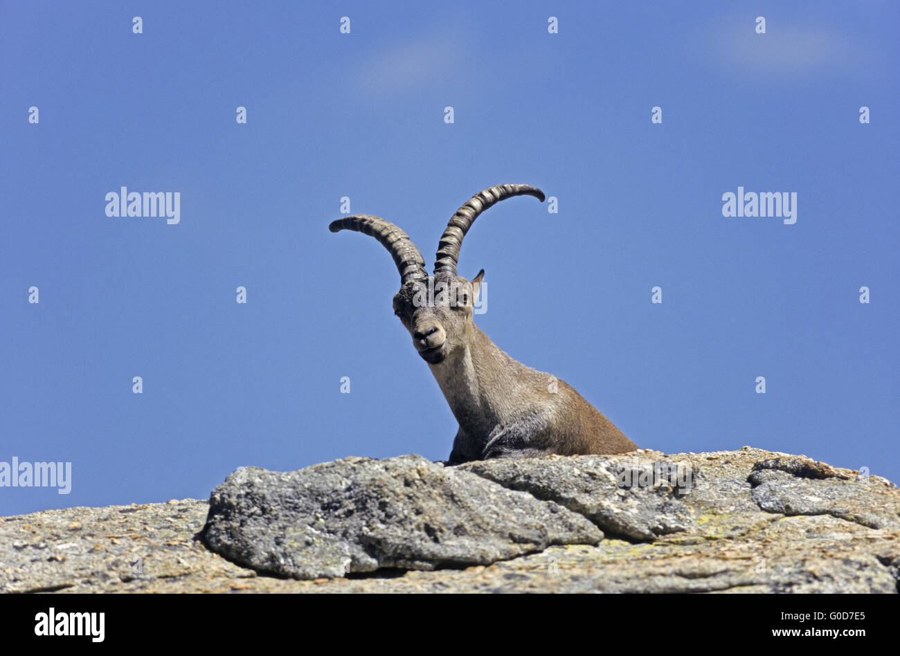 Iberian Ibex buck rests on a rock shelter Stock Photo - Alamy