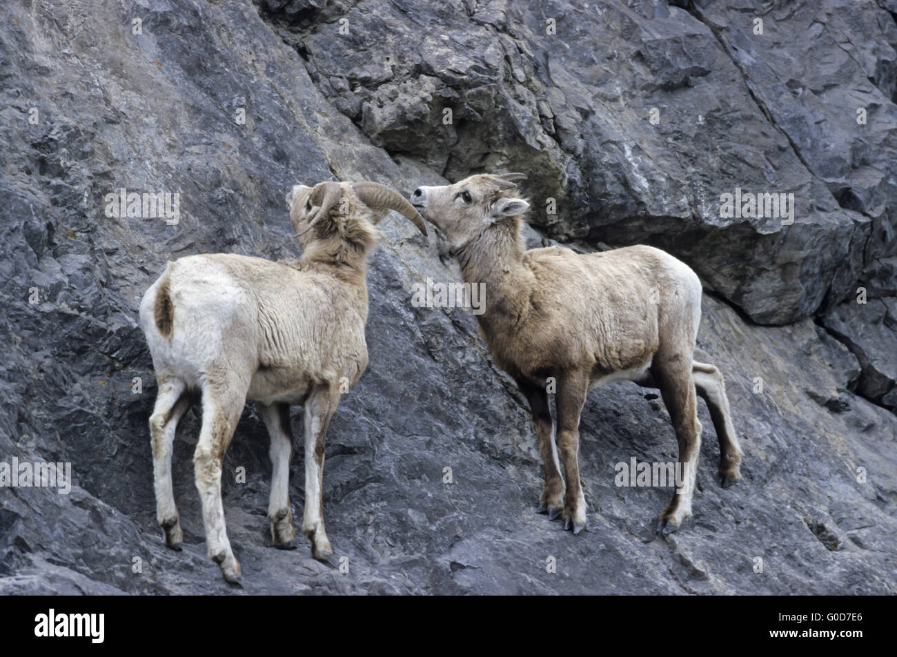 Bighorn Sheep ewe and lamb stand in a crag Stock Photo - Alamy