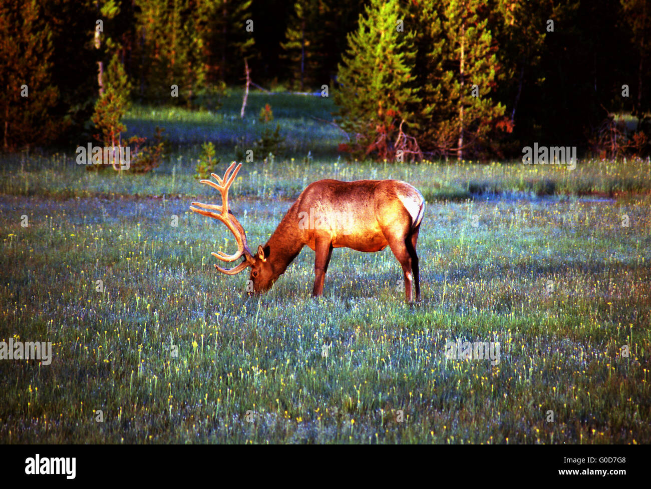 Elk grazing in a park hi-res stock photography and images - Alamy