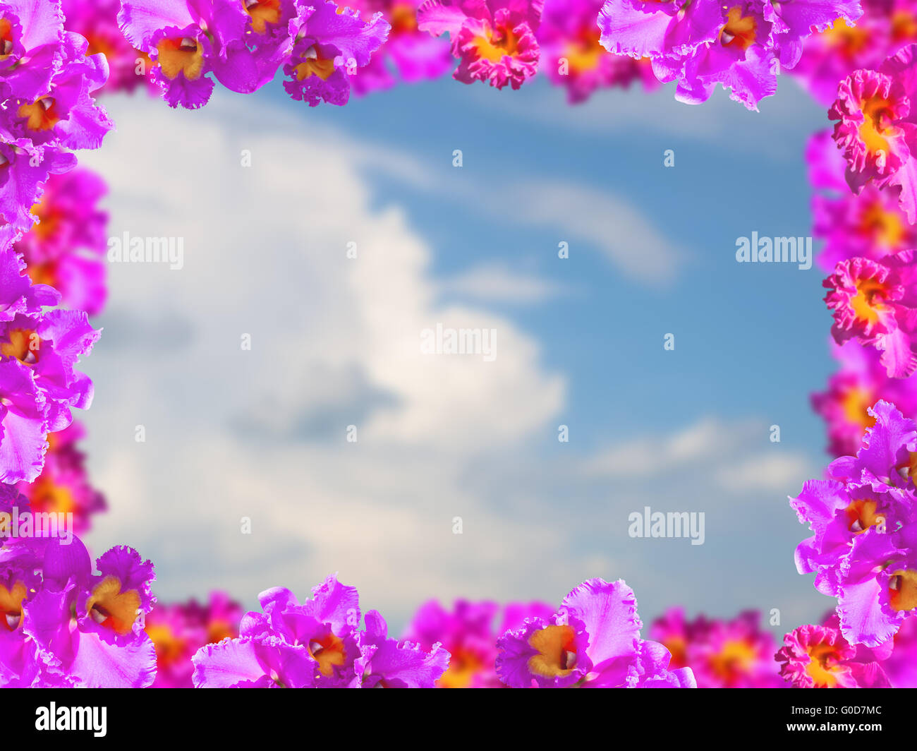 Frame of Beauty Pink Orchids Stock Photo - Alamy
