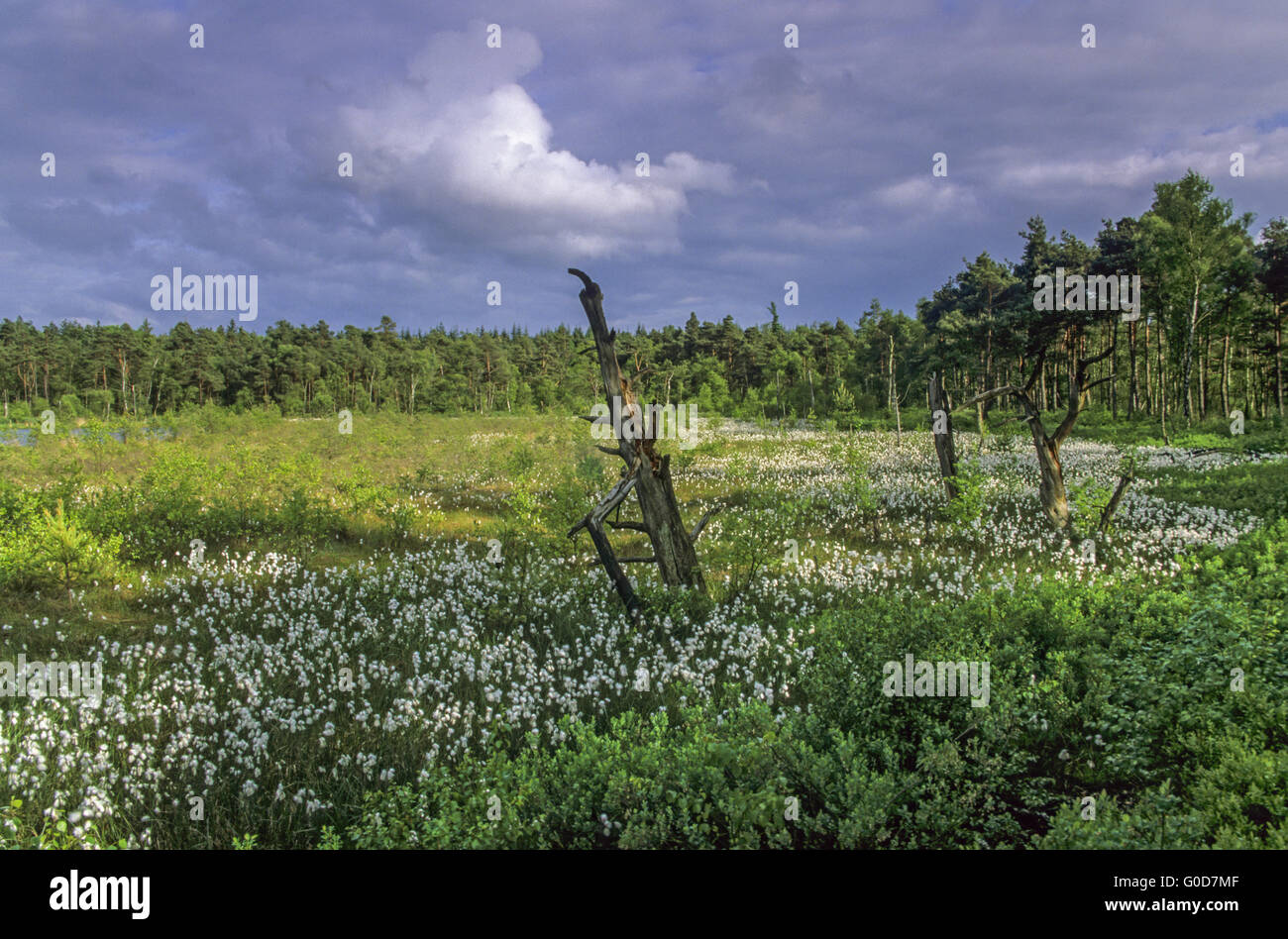 Meadow with Common Cottongrass in Groundless Bog Stock Photo - Alamy