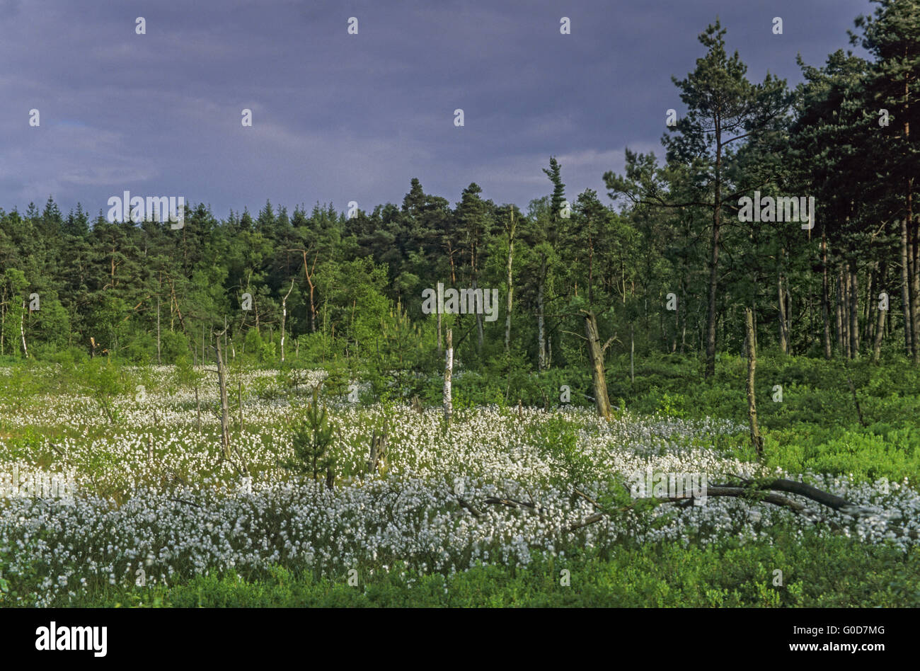 Groundless hi-res stock photography and images - Alamy