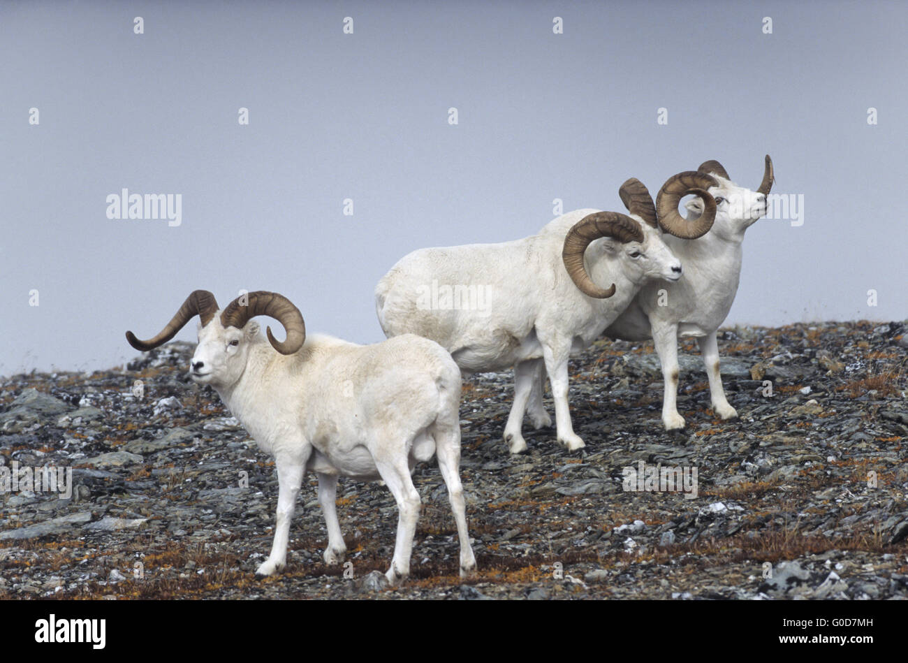 Dall Sheep rams on an alpine meadow Stock Photo - Alamy