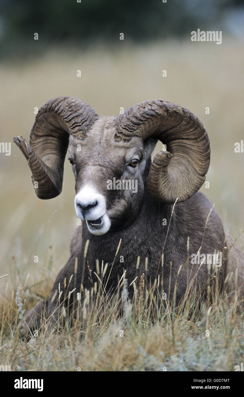 Portrait of a Bighorn Sheep ram Stock Photo - Alamy