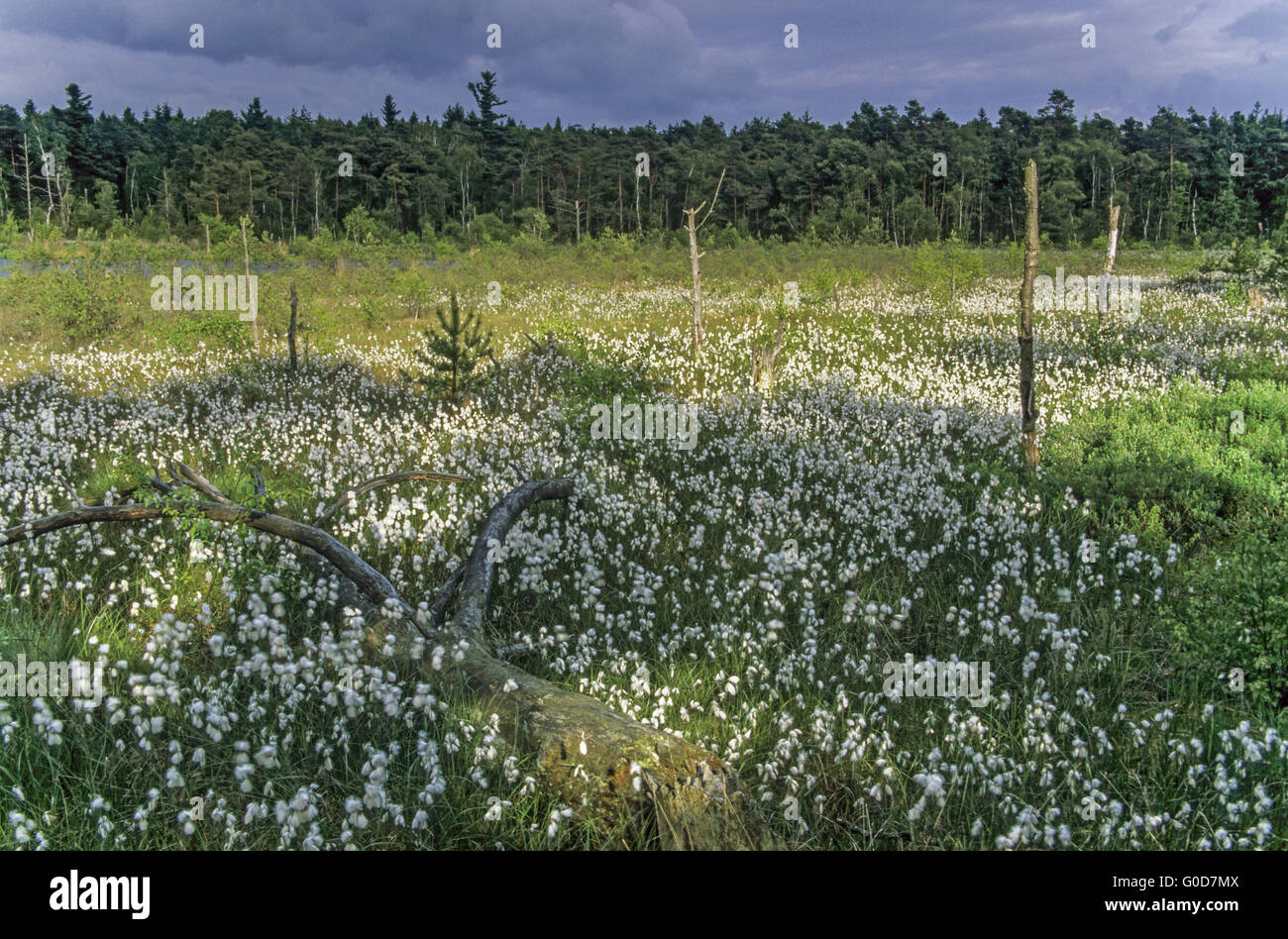 Meadow with Common Cottongrass in Groundless Bog Stock Photo - Alamy