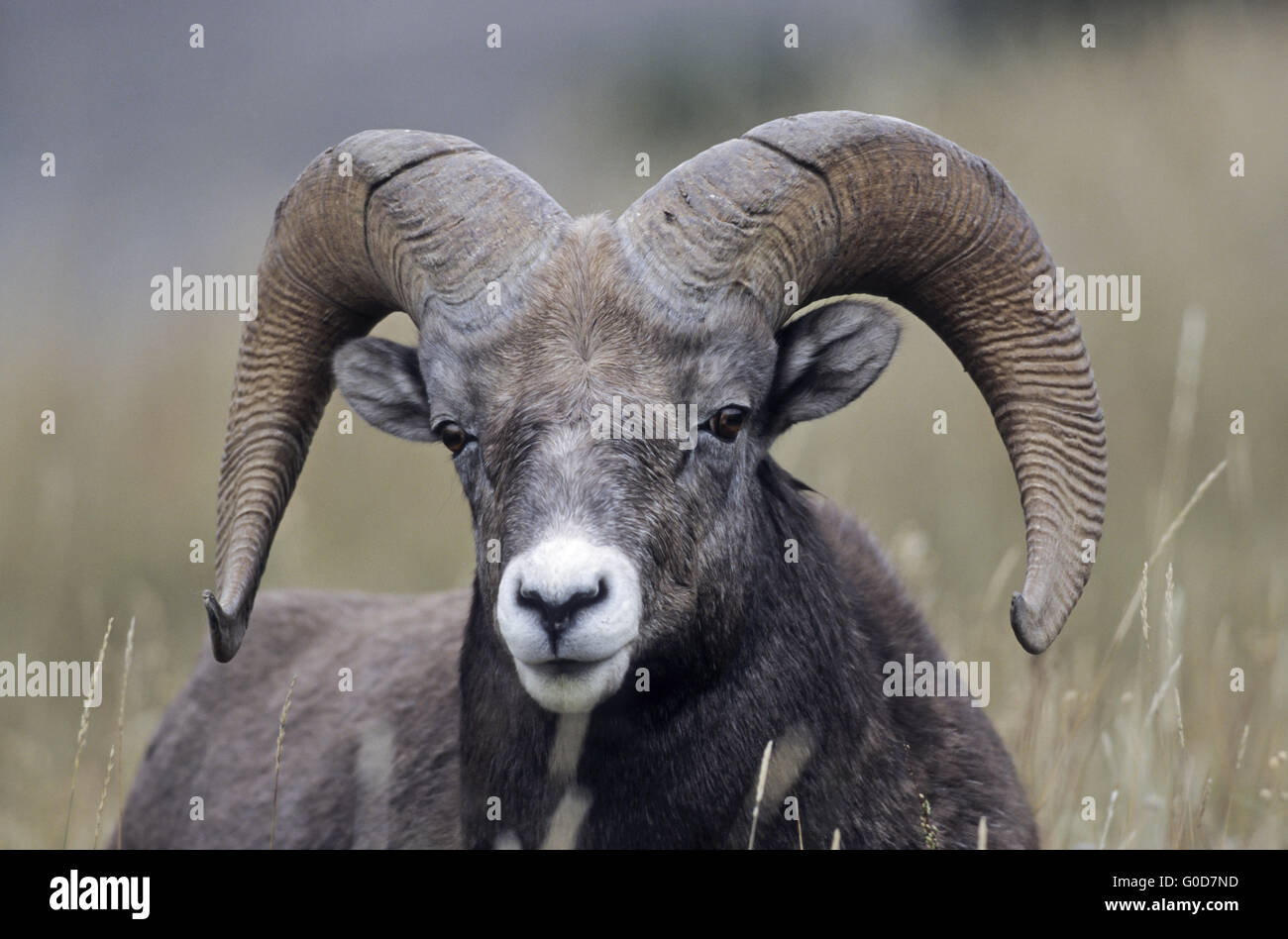 Portrait of a Bighorn Sheep ram Stock Photo - Alamy