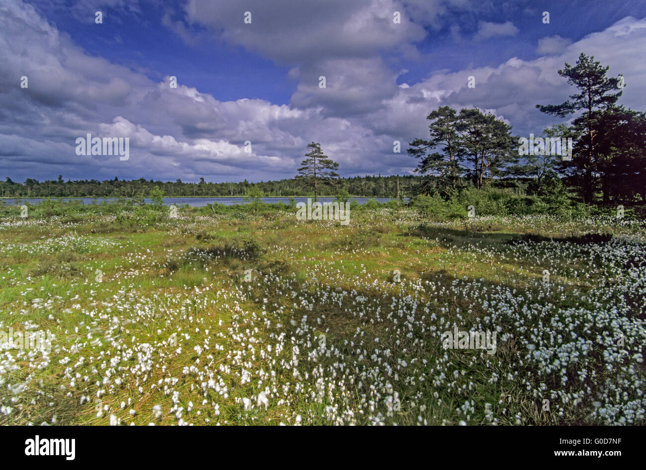 Wollgraslandschaft hi-res stock photography and images - Alamy