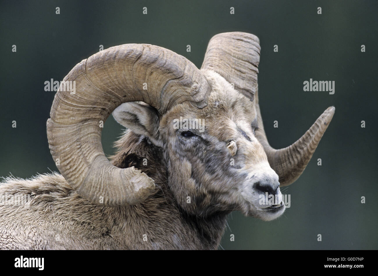 Wildsc hi-res stock photography and images - Alamy