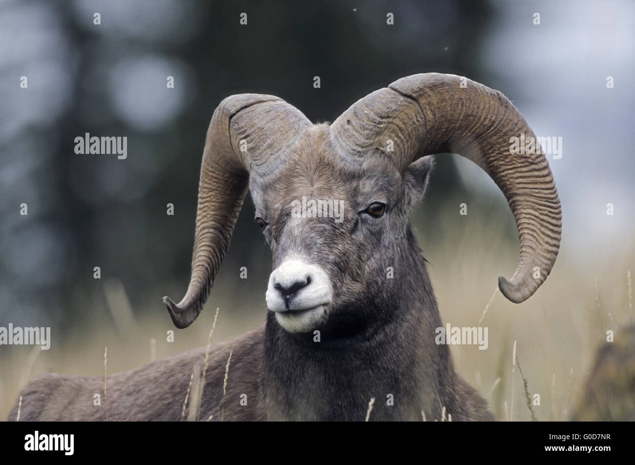 Lying ram hi-res stock photography and images - Alamy