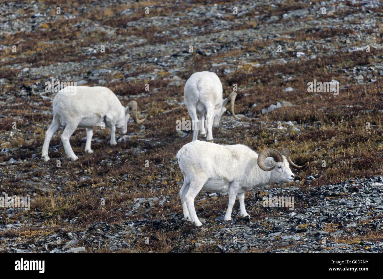 Dall schaf hi-res stock photography and images - Alamy