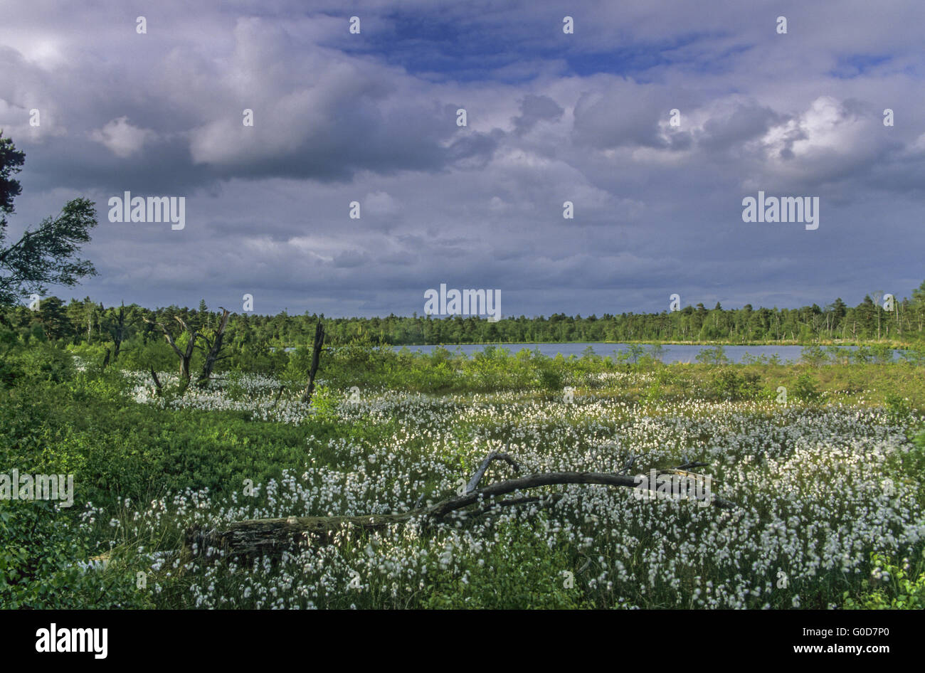 Moorland gras hi-res stock photography and images - Alamy