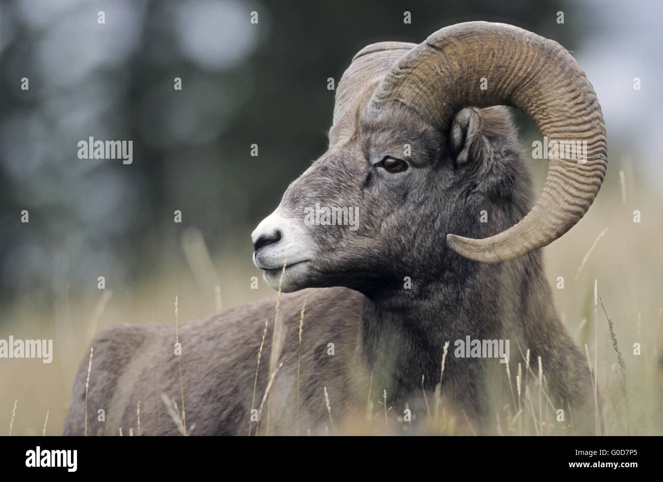 Portraits of ru hi-res stock photography and images - Alamy