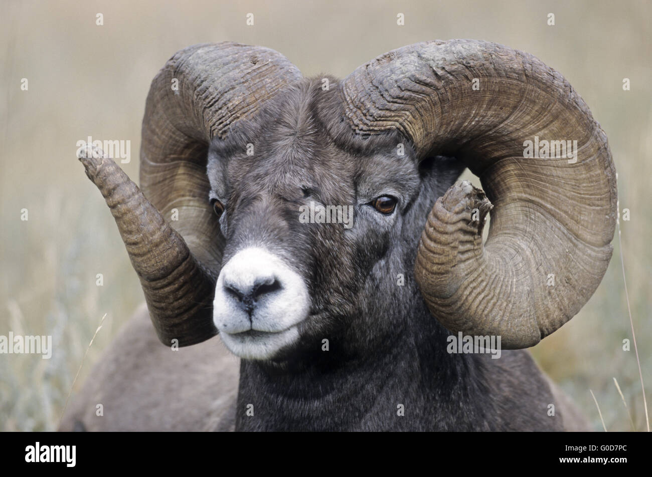 Portrait of a Bighorn Sheep ram Stock Photo - Alamy