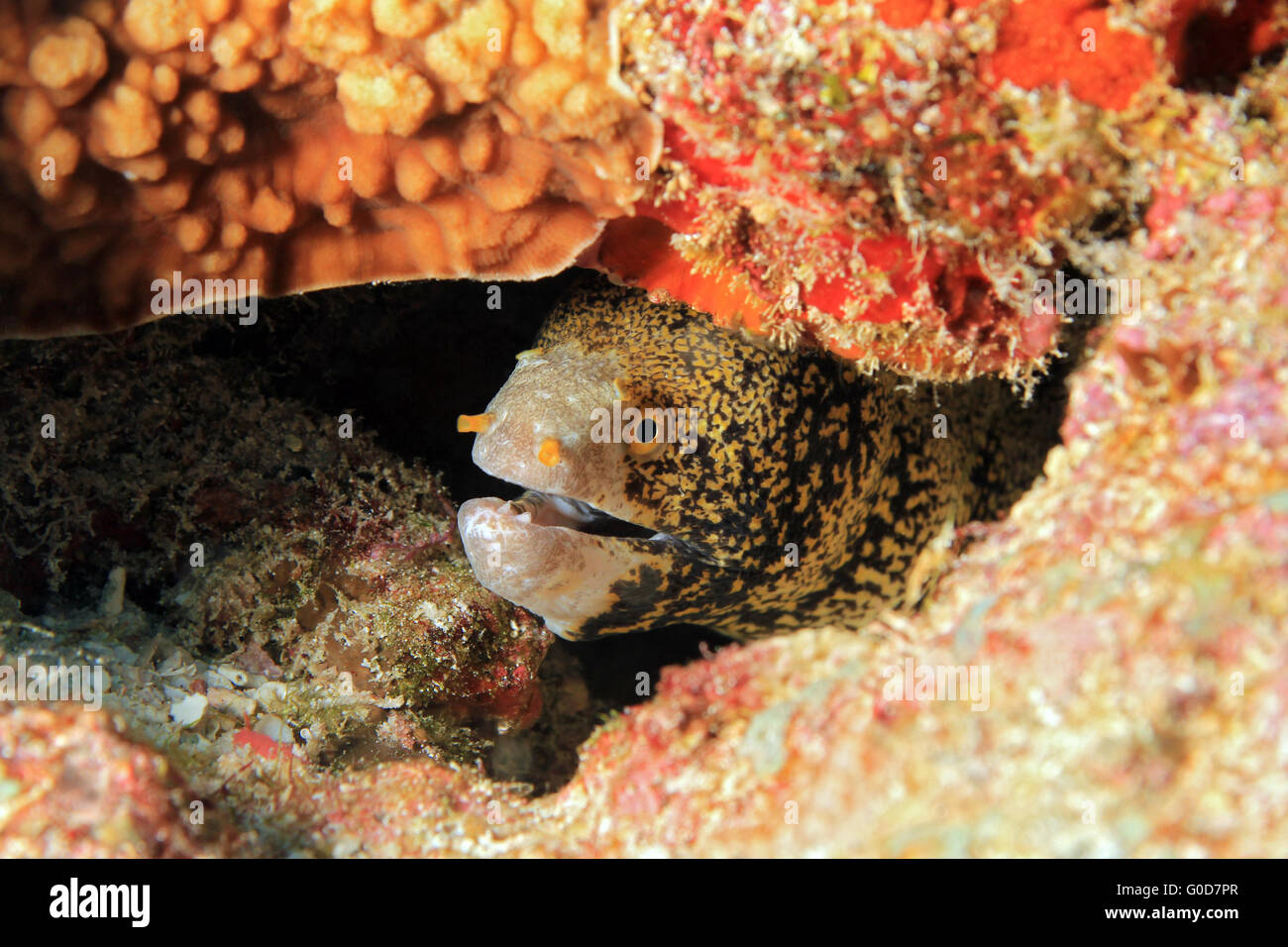 Marine photos hi-res stock photography and images - Alamy