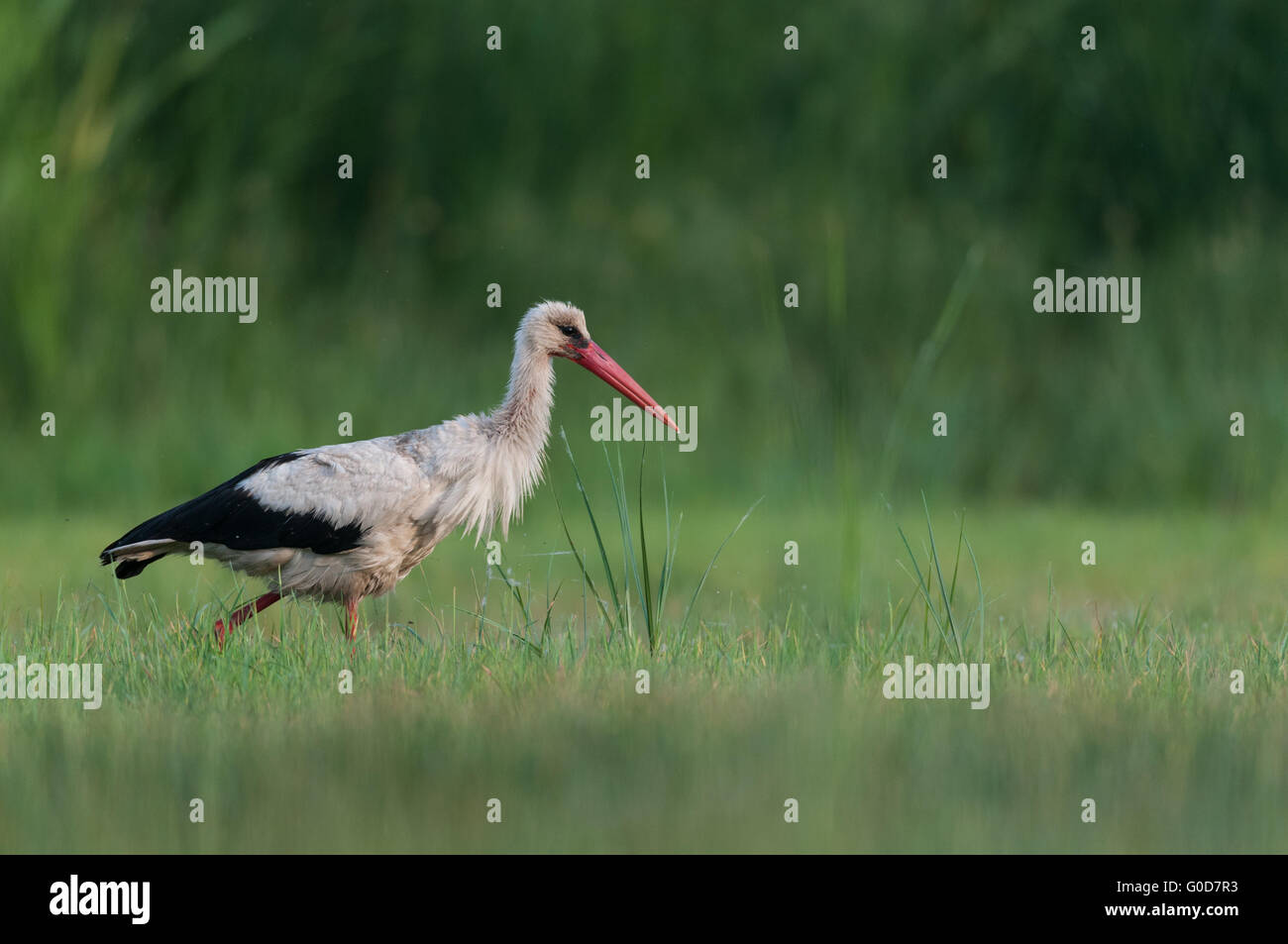 White stork Hungary Stock Photo - Alamy