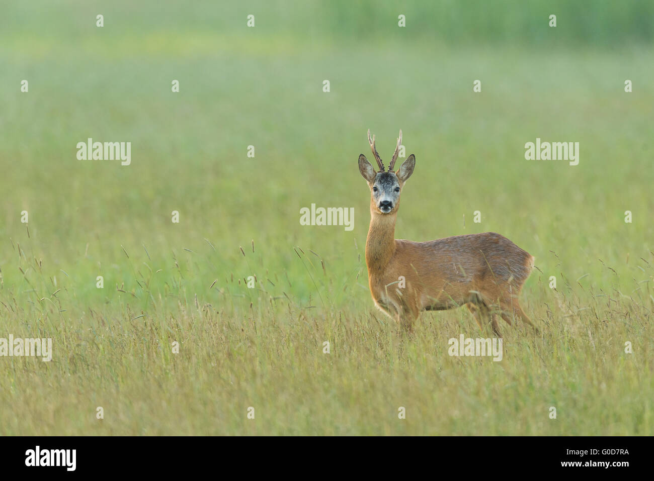 Roebuck Wildlife High Resolution Stock Photography and Images - Alamy