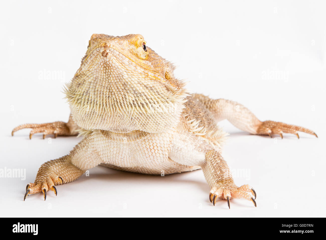 Bearded Dragon Stock Photo - Alamy Bearded Dragon Stock Photo - Alamy