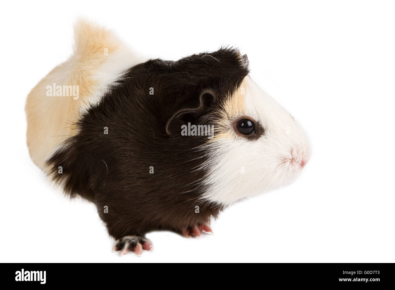 Lovely pigs hi-res stock photography and images - Alamy