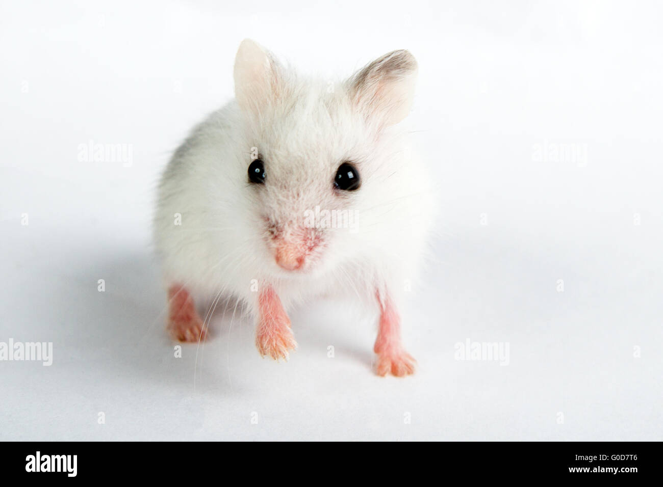 Close up hamsters hi-res stock photography and images - Alamy