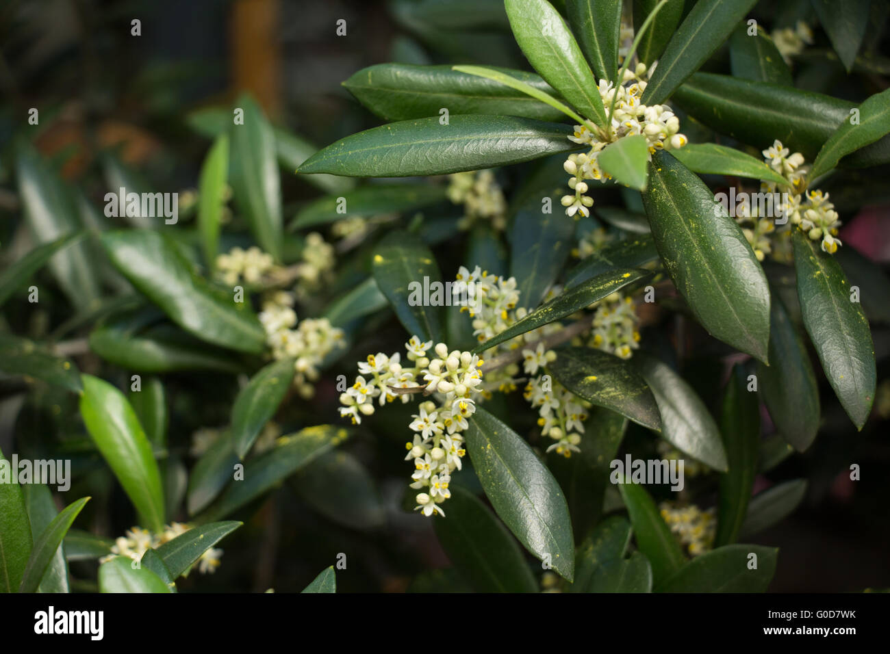 blooming olive tree Stock Photo - Alamy