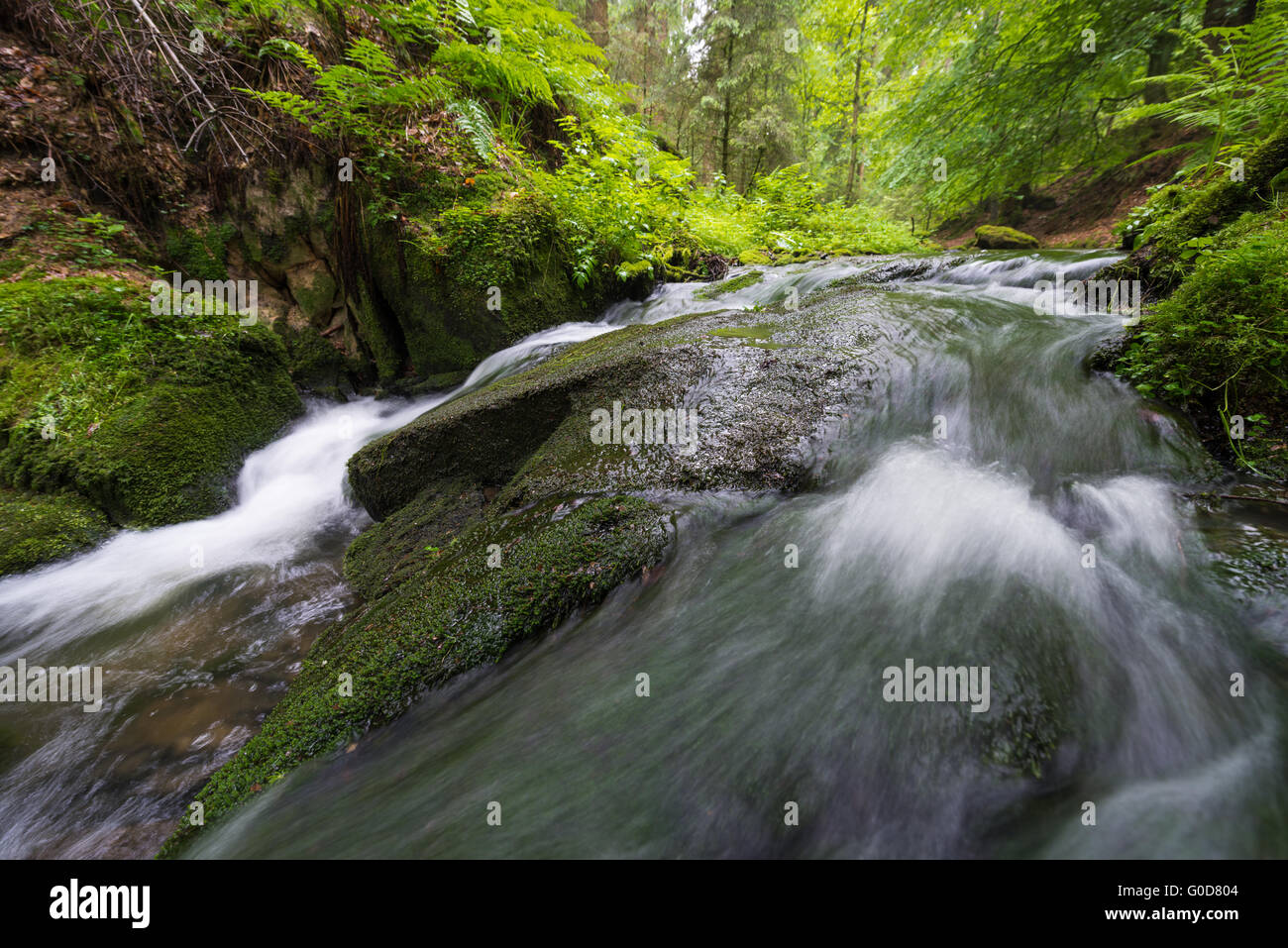 Koenigsfarn hi-res stock photography and images - Alamy