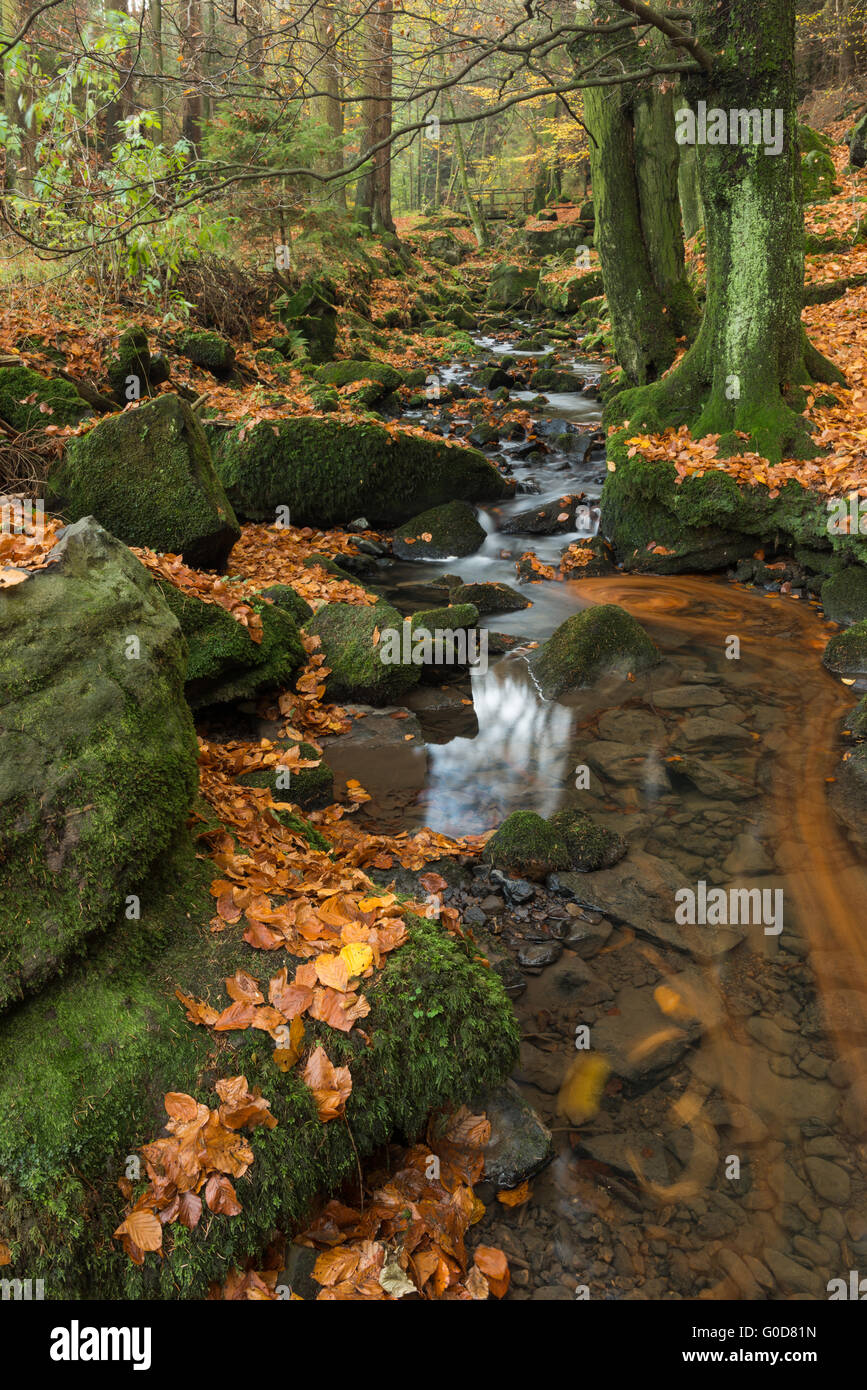 Koenigsfarn hi-res stock photography and images - Alamy