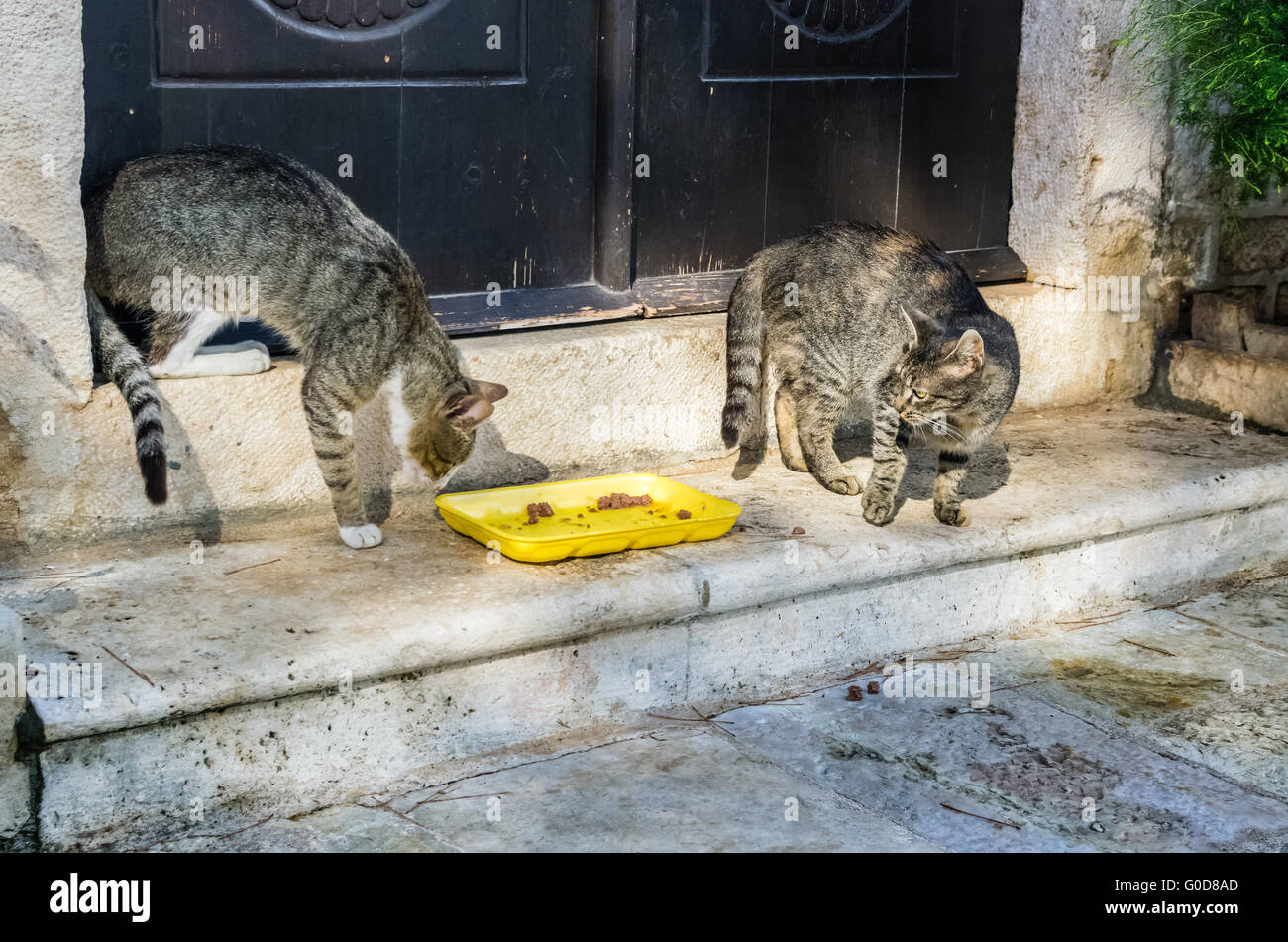Two cats fight for food in Perast city, Montenegro Stock Photo - Alamy
