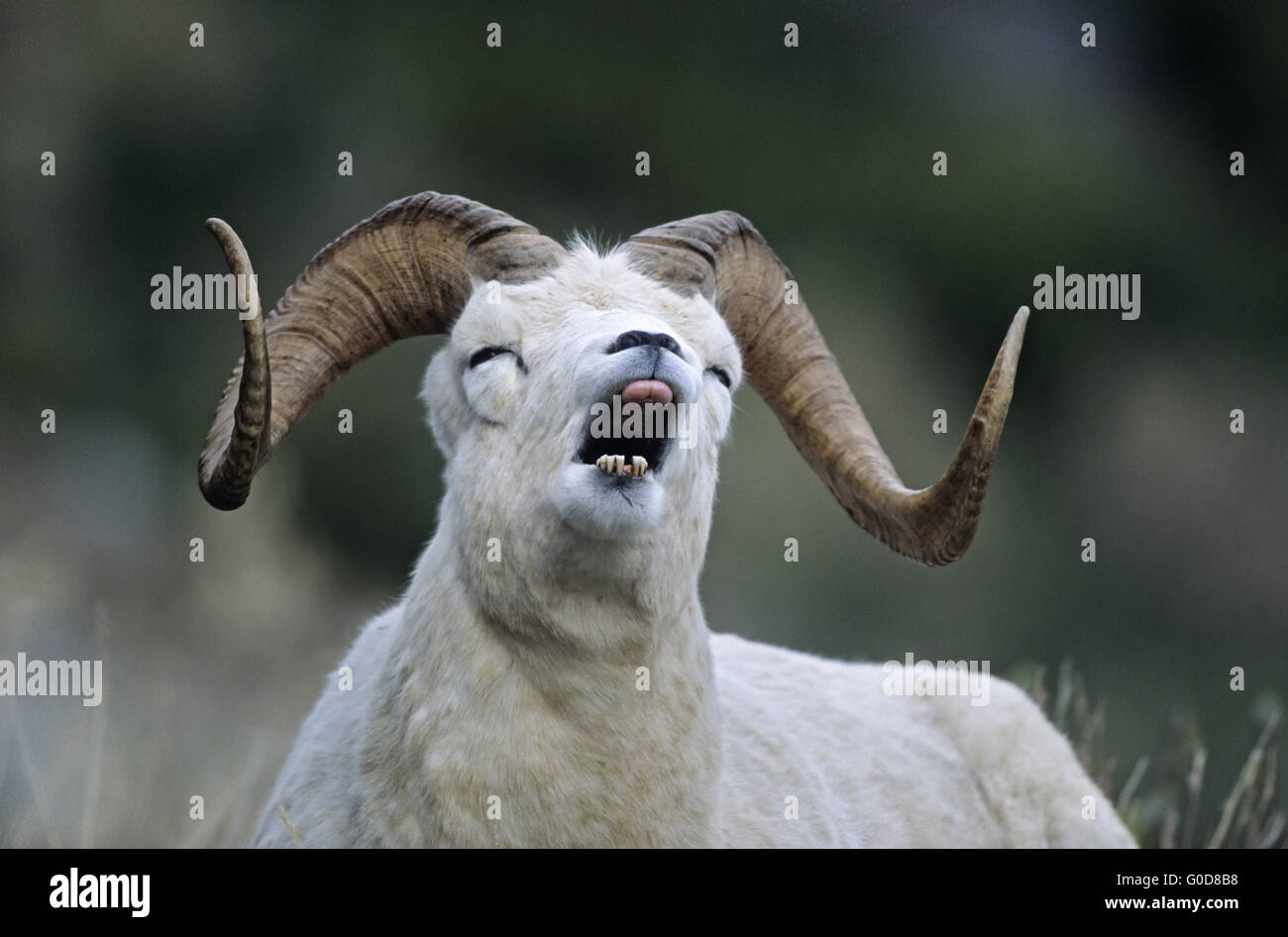 Portrait of a Dall Sheep ram yawning Stock Photo - Alamy