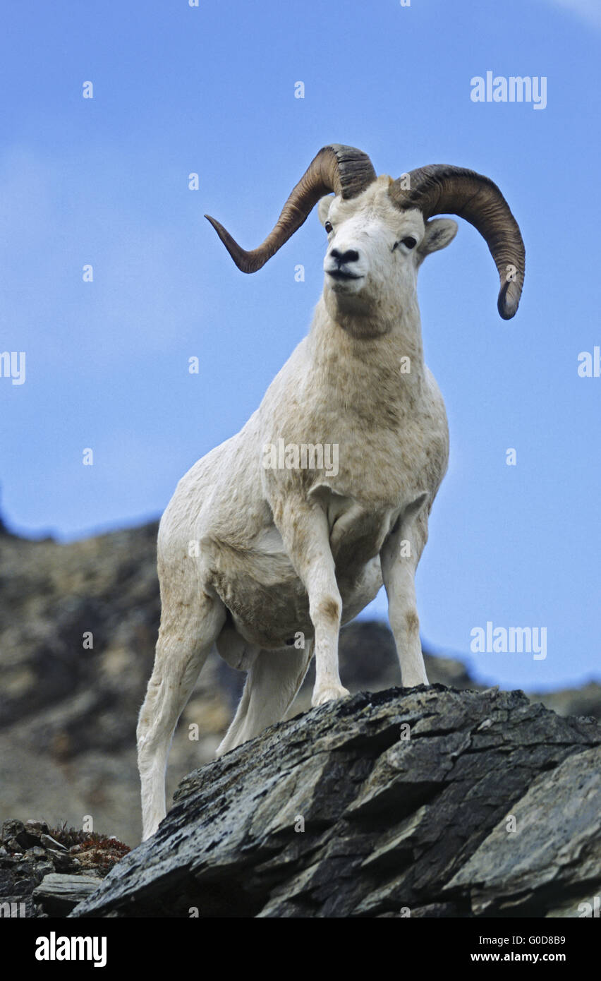 Dall Sheep ram stands on a rock shelter Stock Photo - Alamy