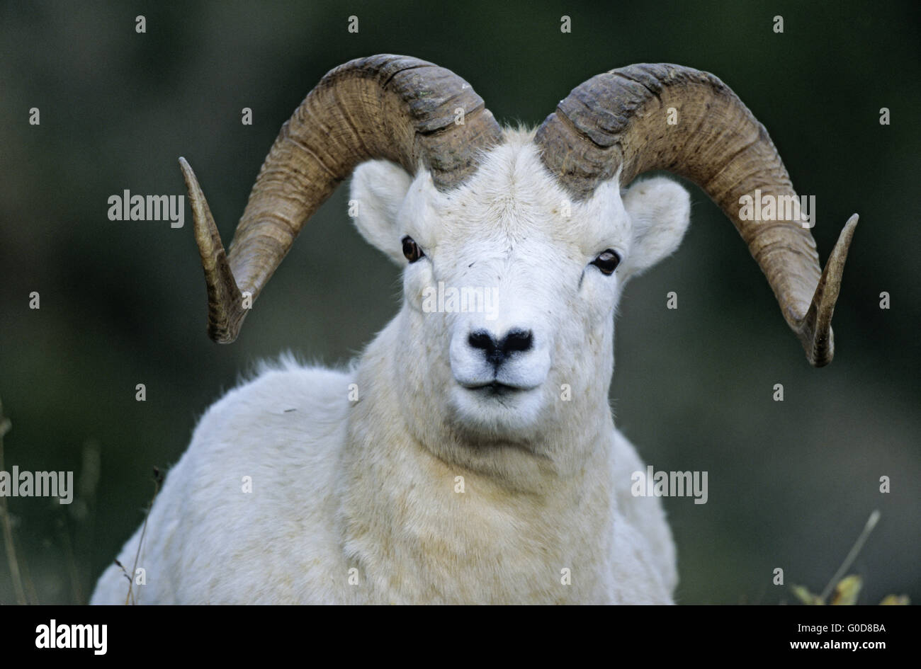 Dall sheep male lying ovis hi-res stock photography and images - Alamy
