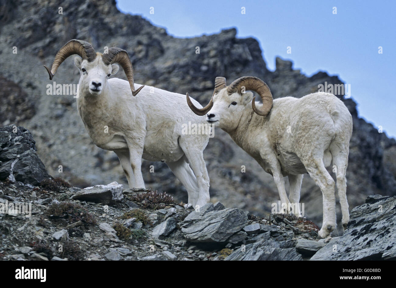 Dall Sheep rams stand in a crag Stock Photo - Alamy
