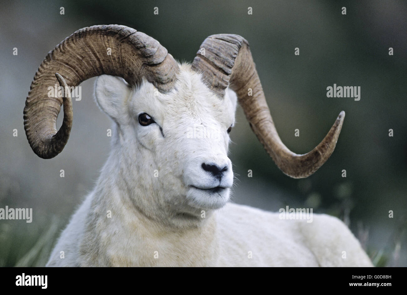Portrait of a Dall Sheep ram Stock Photo - Alamy